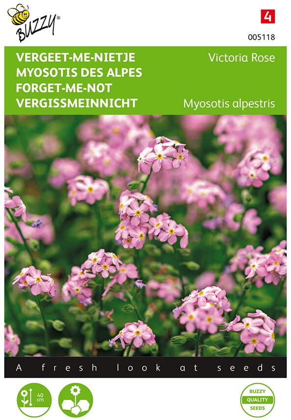 Buy Forget Me Not Victoria Rose Buzzy online at Gardencentre Koeman