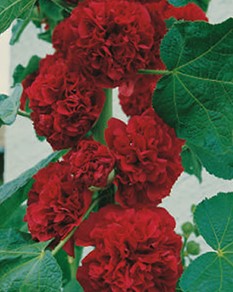 Buy Alcea Rosea Dark Red online at Gardencentre Koeman