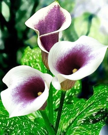 Buy Calla Picasso online at Gardencentre Koeman