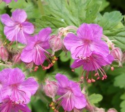 Geranium plants | Buy Geranium plants easily online