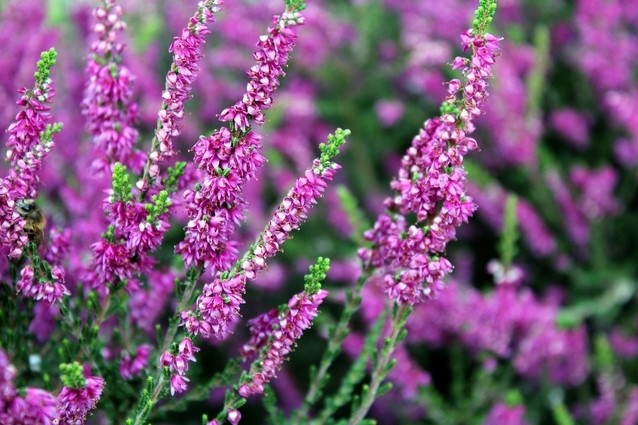 Buy Common Heather online at Gardencentre Koeman