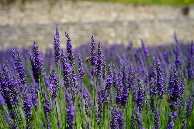 Buy True Lavender Dwarf Blue 6 online at Gardencentre Koeman