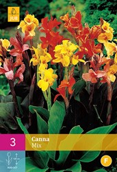 Canna plants | Buy Canna plants easily online