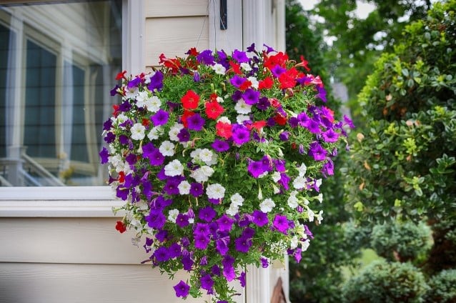 Trailing petunias store