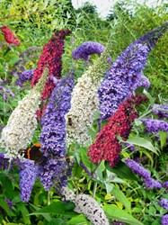 Gardencentre Koeman Online plants, bulbs and seeds