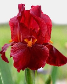 Buy Iris Germanica Red Zinger - Bearded Iris? Order online at ...