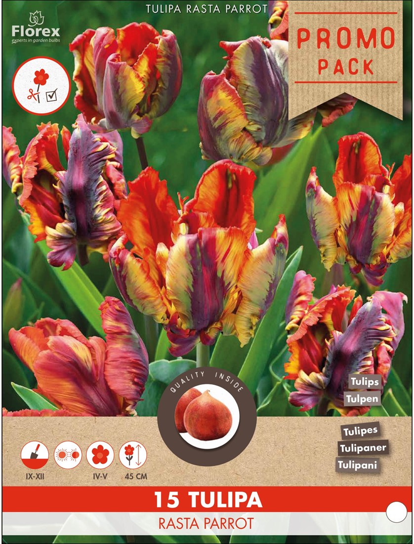 Buy Tulipa Rasta Parrot online at Gardencentre Koeman