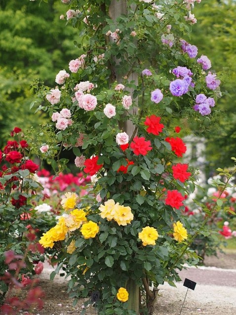 Buy Climbing Rose Mix online at Gardencentre Koeman