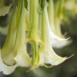datura uk