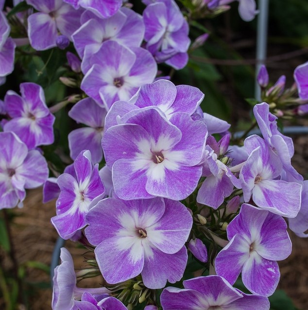 Buy Phlox Paniculata Laura online at Gardencentre Koeman
