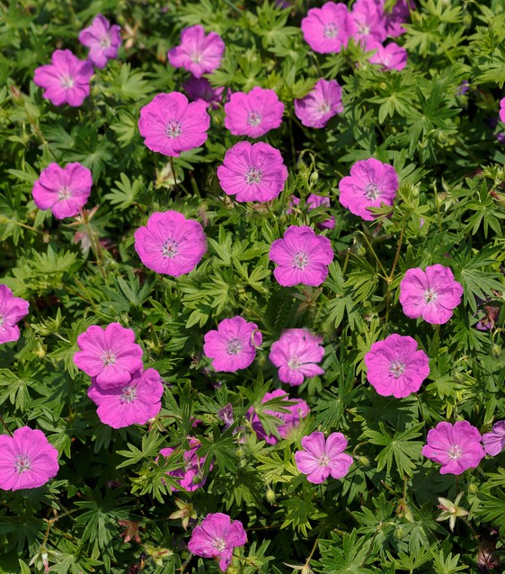 Buy Cranesbill Max Frei Geranium 6 online at Gardencentre Koeman