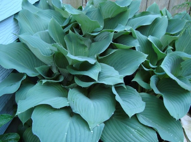 Buy Blue Hosta Sieboldii Sieboldiana Elegans online at Gardencentre Koeman