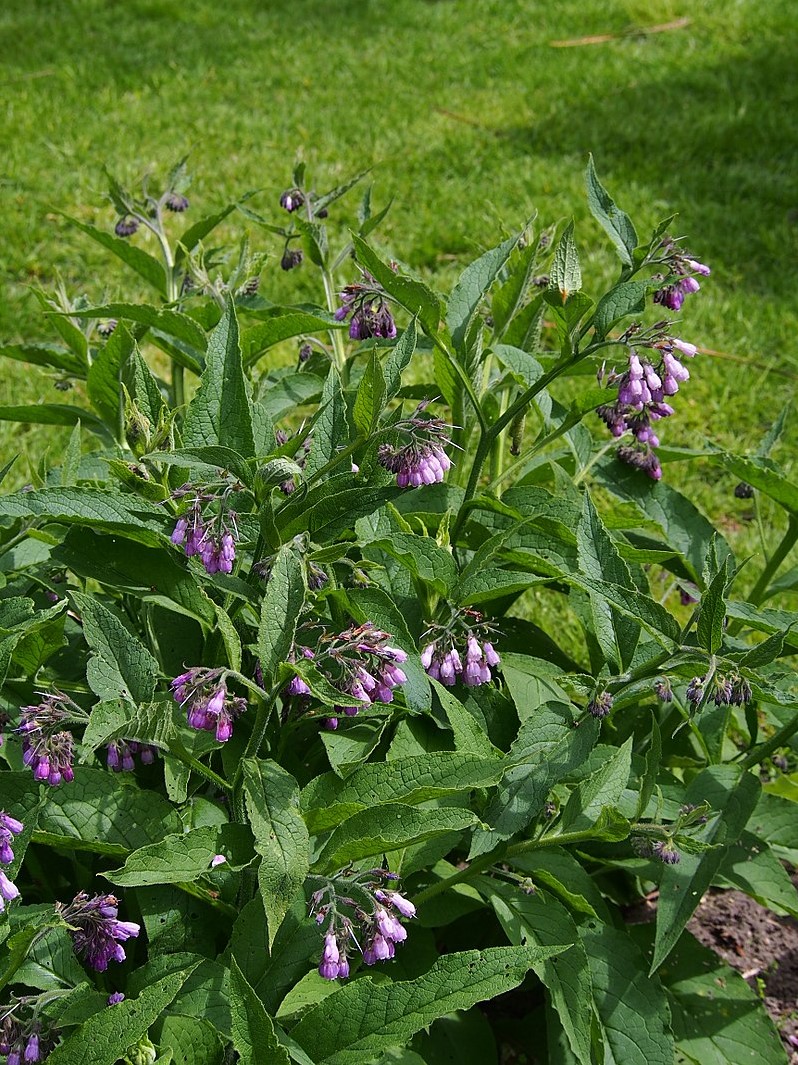 Buy Symphytum Grandiflorum online at Gardencentre Koeman