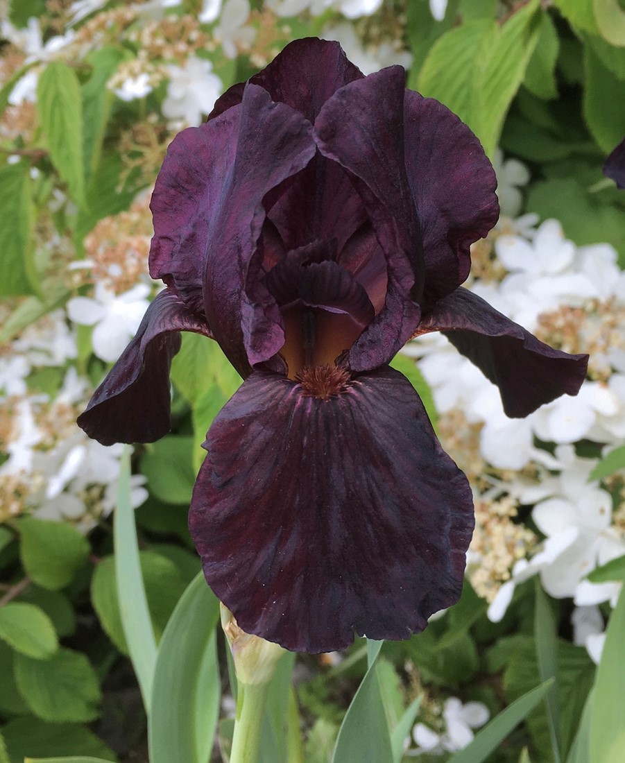 Buy Iris germanica Black Knight - Bearded Iris? Order online at Gardencentre Koeman