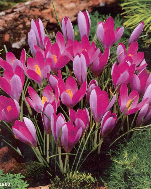 Buy Crocus Tommasinianus Roseus online at Gardencentre Koeman