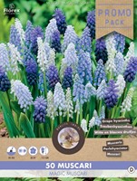 Buy Muscari Mix Large Pack online at Gardencentre Koeman