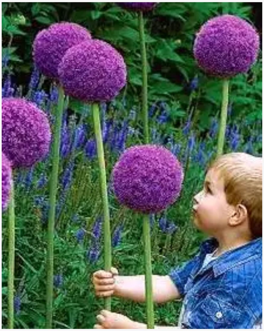 Buy Allium Gladiator online at Gardencentre Koeman