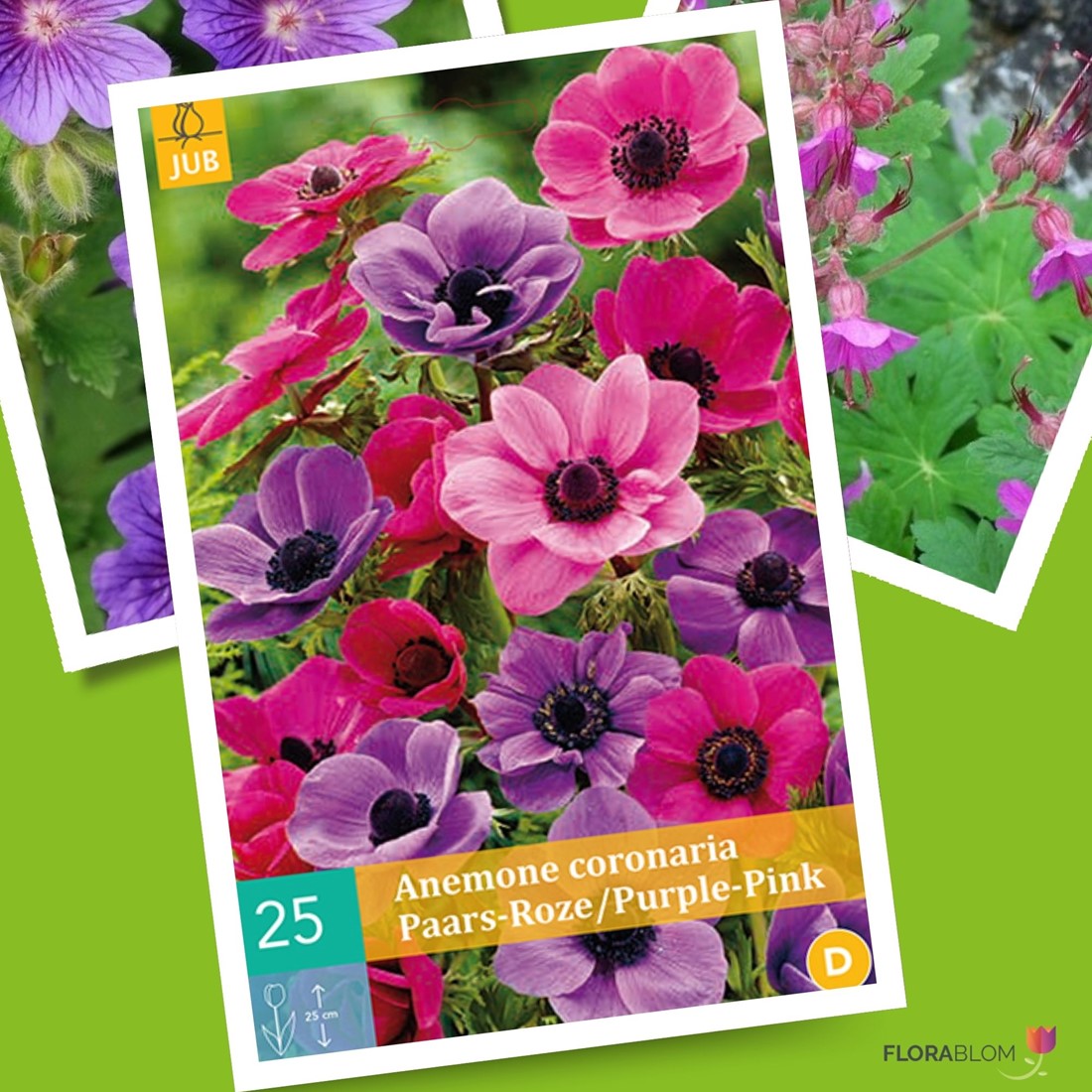 Buy Anemone Governor And Mount Everst online at Gardencentre Koeman