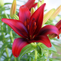 Buy Lilium Red County Asiatic Lilies online at Gardencentre Koeman