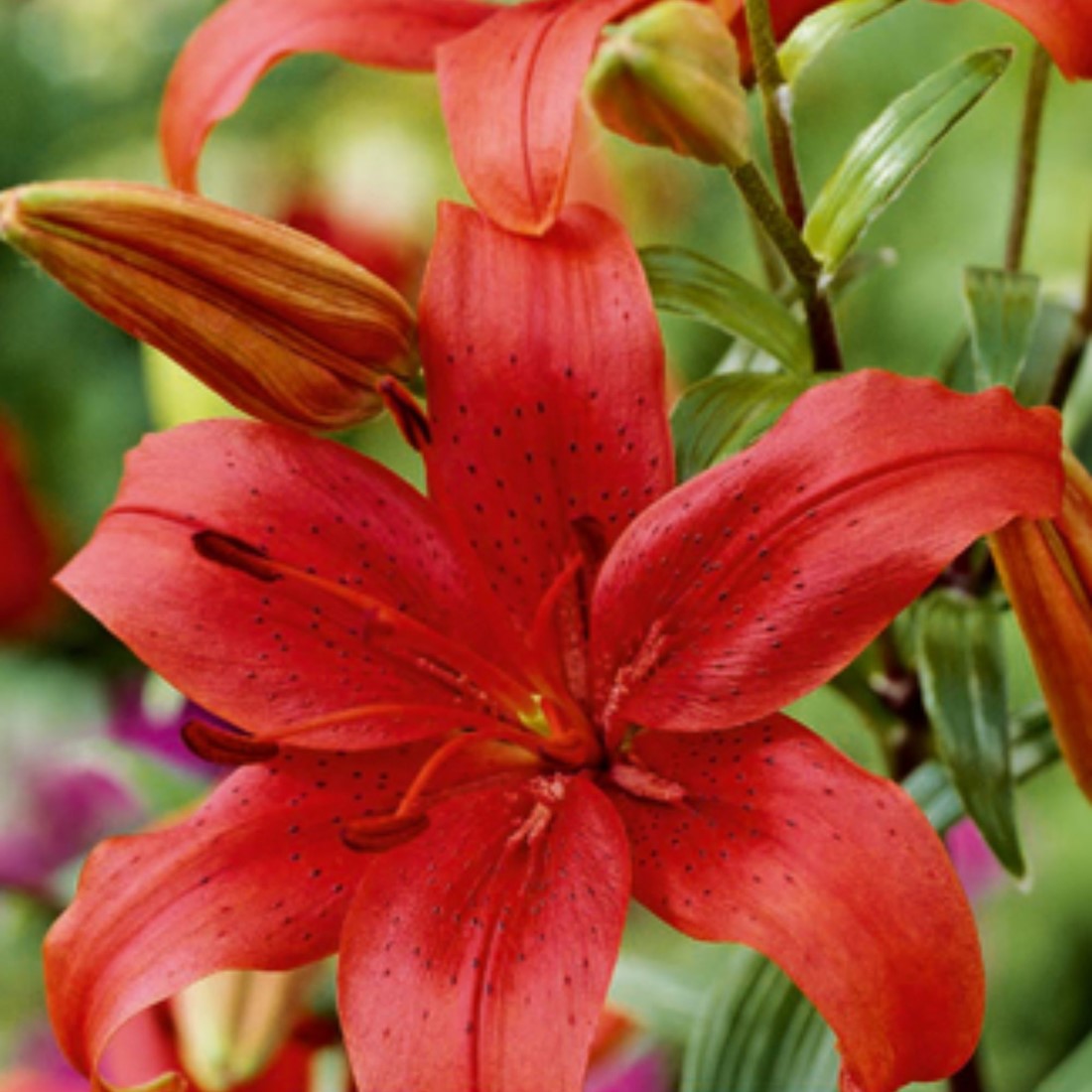 Buy Lilium Asiatic Red online at Gardencentre Koeman