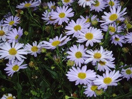 Buy Kalimeris Incisa Blue Star online at Gardencentre Koeman