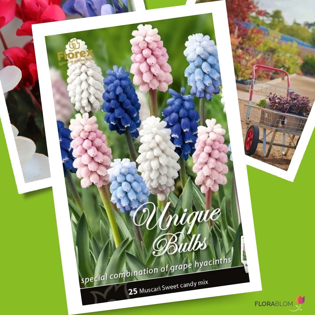 Buy Muscari Super Mix online at Gardencentre Koeman