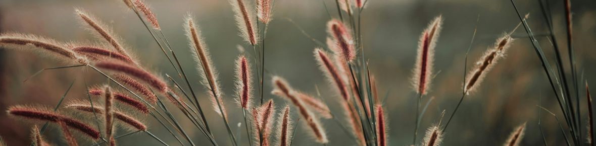 August garden tasks with Modeste Herwig: ornamental grasses, summer ...