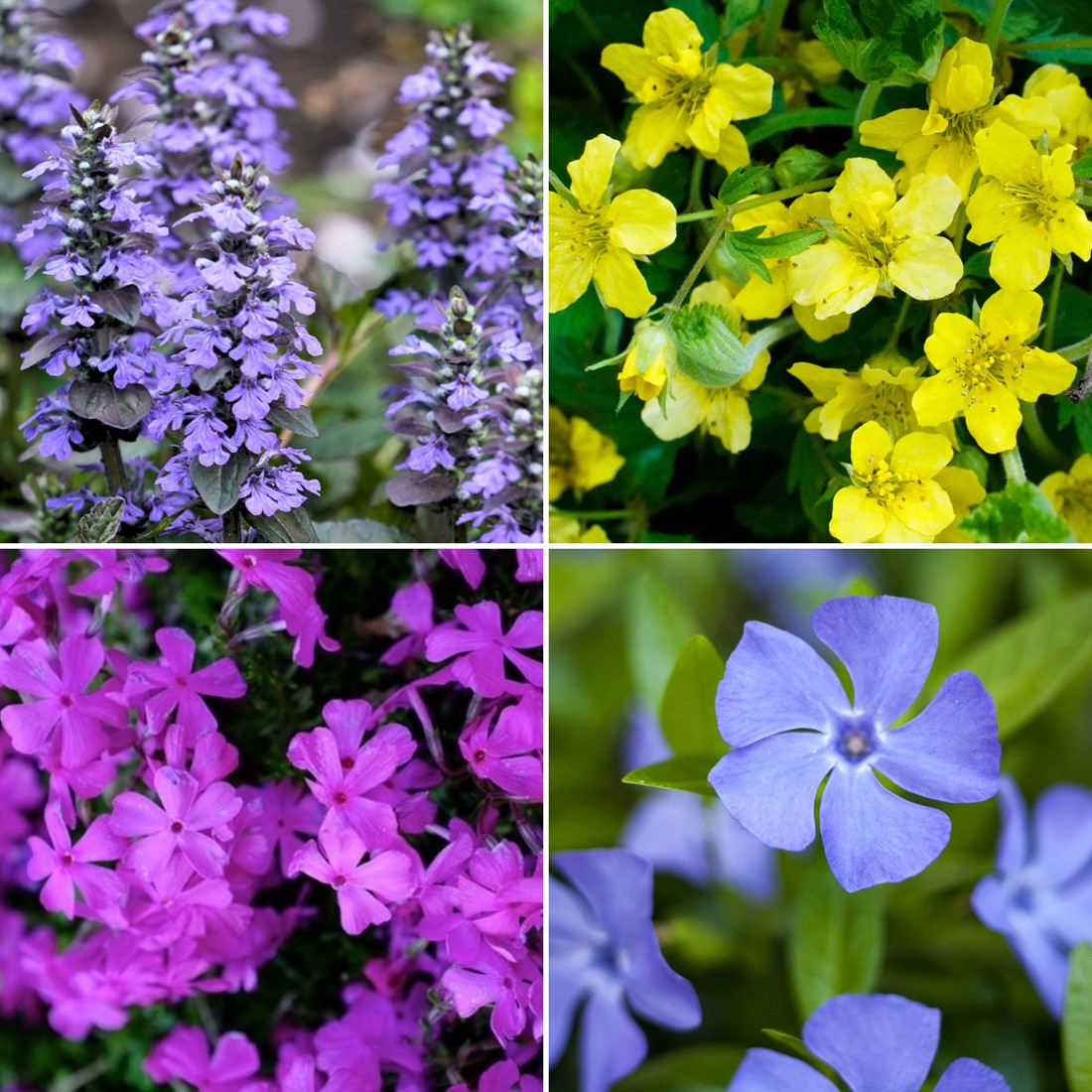 Buy Ready-Made Flower Border – Ground Cover Collection (1.5 m²)? Order ...