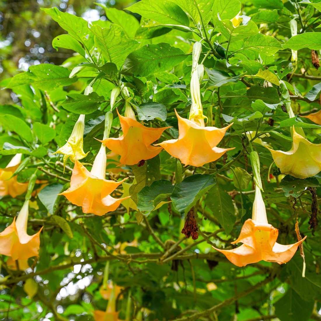 Trumpet plant store