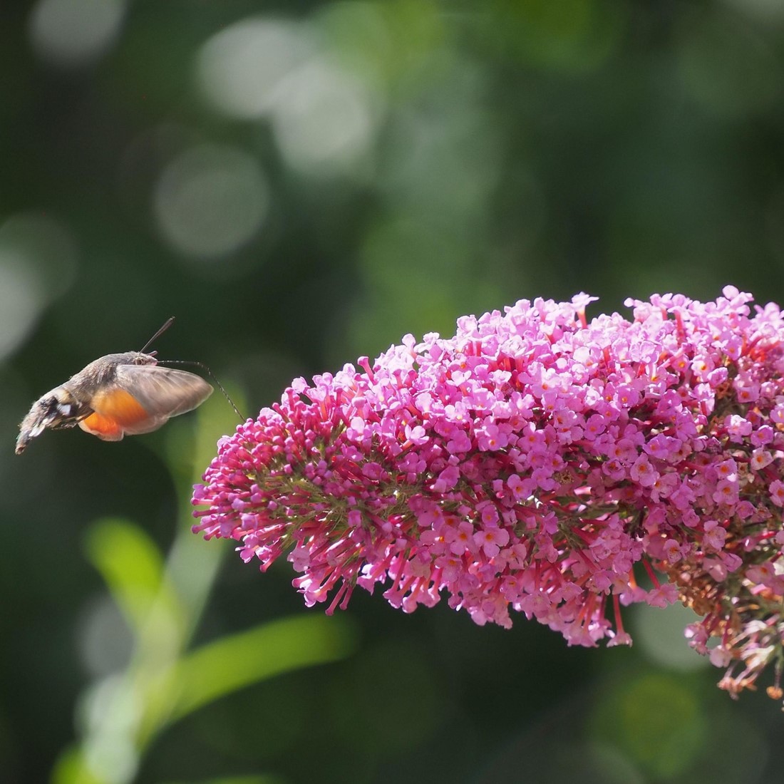 Buy Buddleja Pink online at Gardencentre Koeman