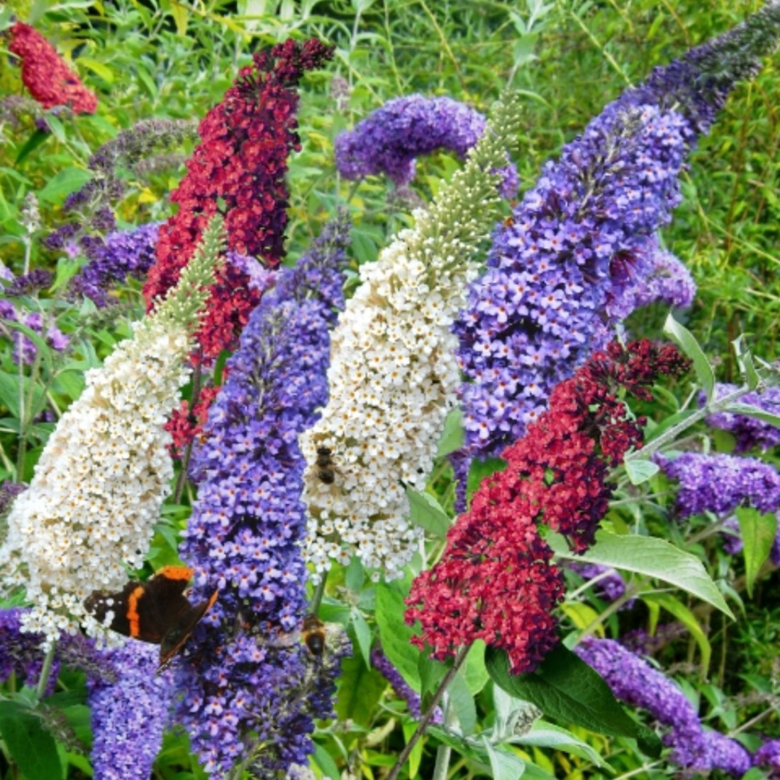 tricolor buddleia