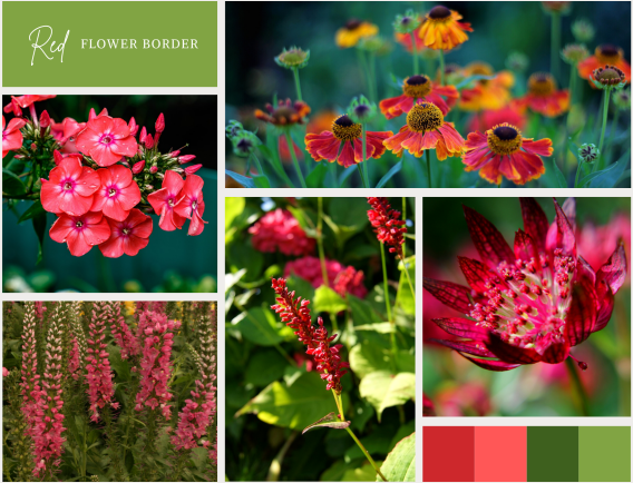 Buy Ready Made Flower Border Red 12 Plants online at Gardencentre Koeman