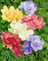 Gardencentre Koeman Online plants, bulbs and seeds