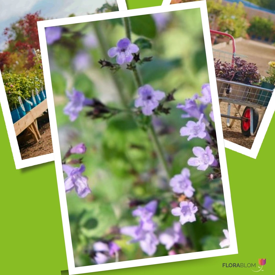 Buy Calamintha Marvelette Blue 6 online at Gardencentre Koeman