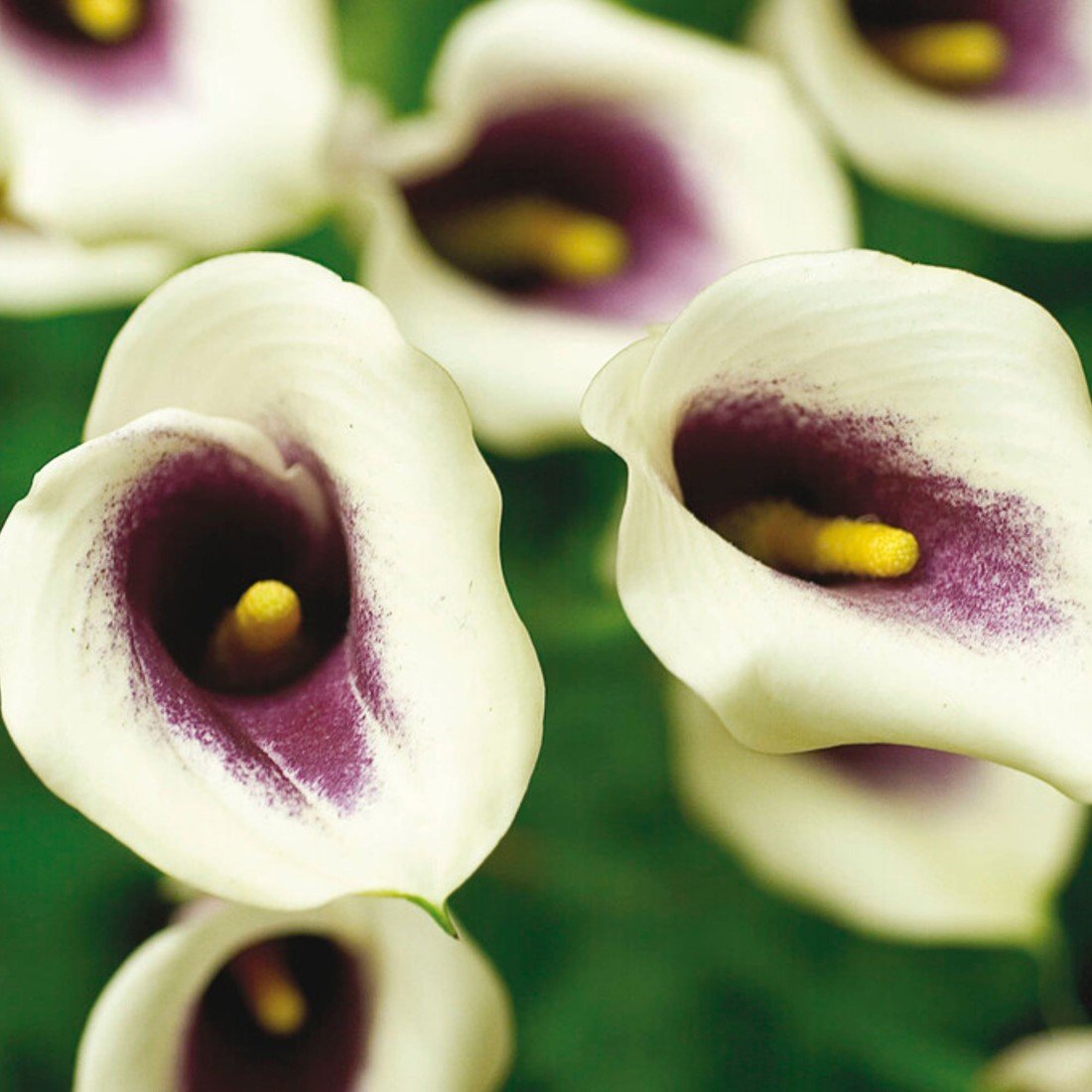 Buy Calla Picasso online at Gardencentre Koeman