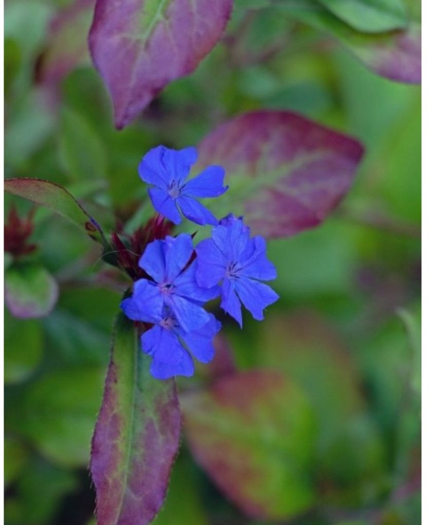 Buy Ceratostigma Plumbaginoides online at Gardencentre Koeman