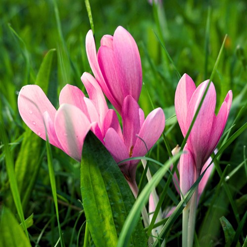 Buy Colchicum The Giant online at Gardencentre Koeman