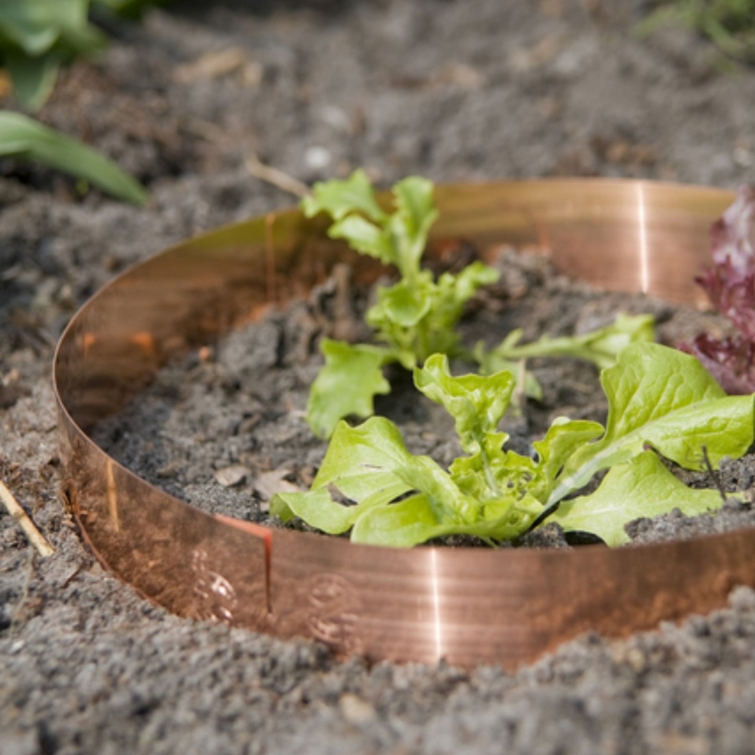Buy Copper Ring Slugs - Small 35cm / 5cm online at Gardencentre Koeman