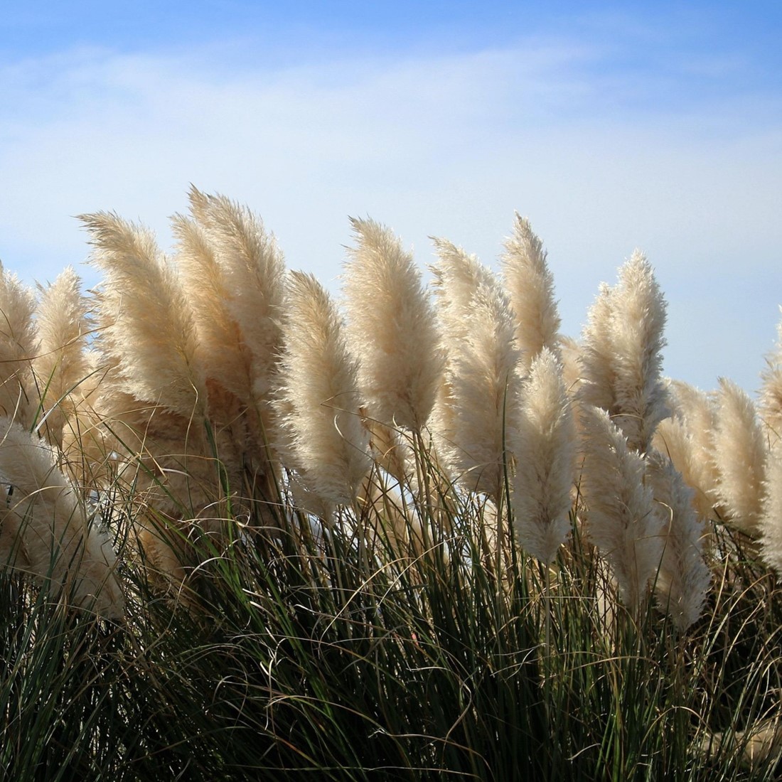 Buy Pampas Grass White - Cortaderia selloana? Order online at ...
