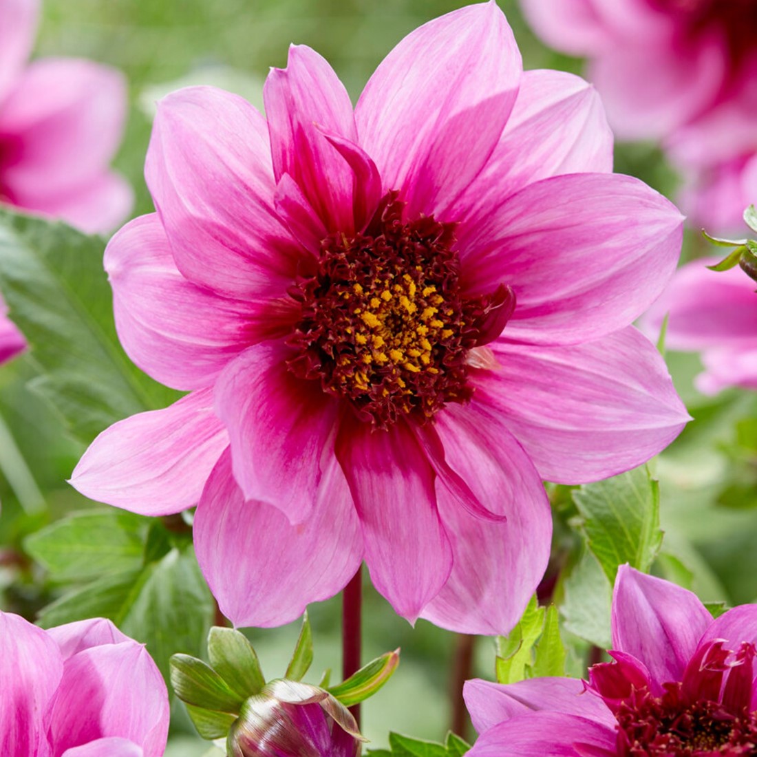Buy Dahlia Anemone Blue Bayou online at Gardencentre Koeman