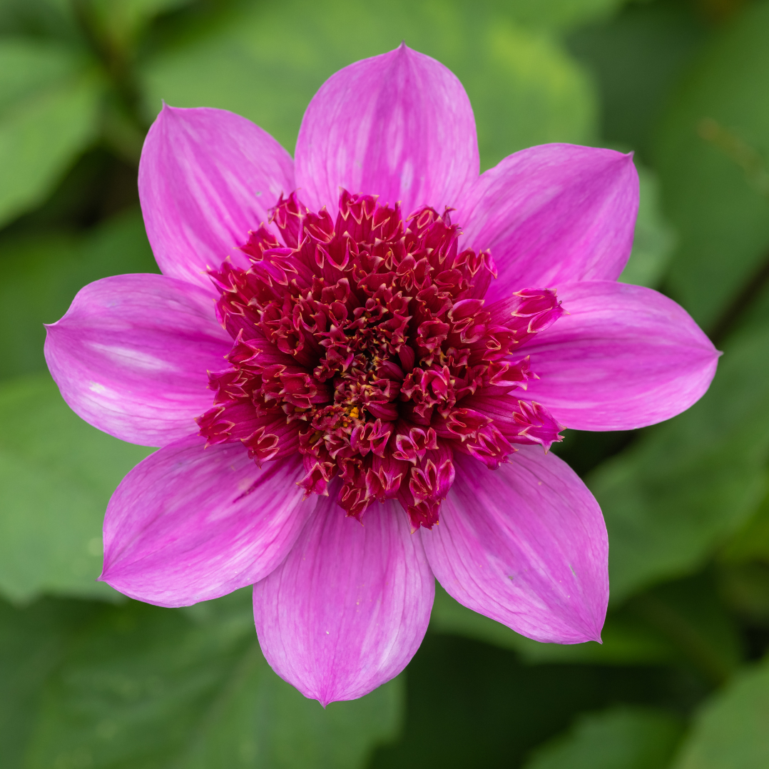 Buy Dahlia Anemone Blue Bayou online at Gardencentre Koeman