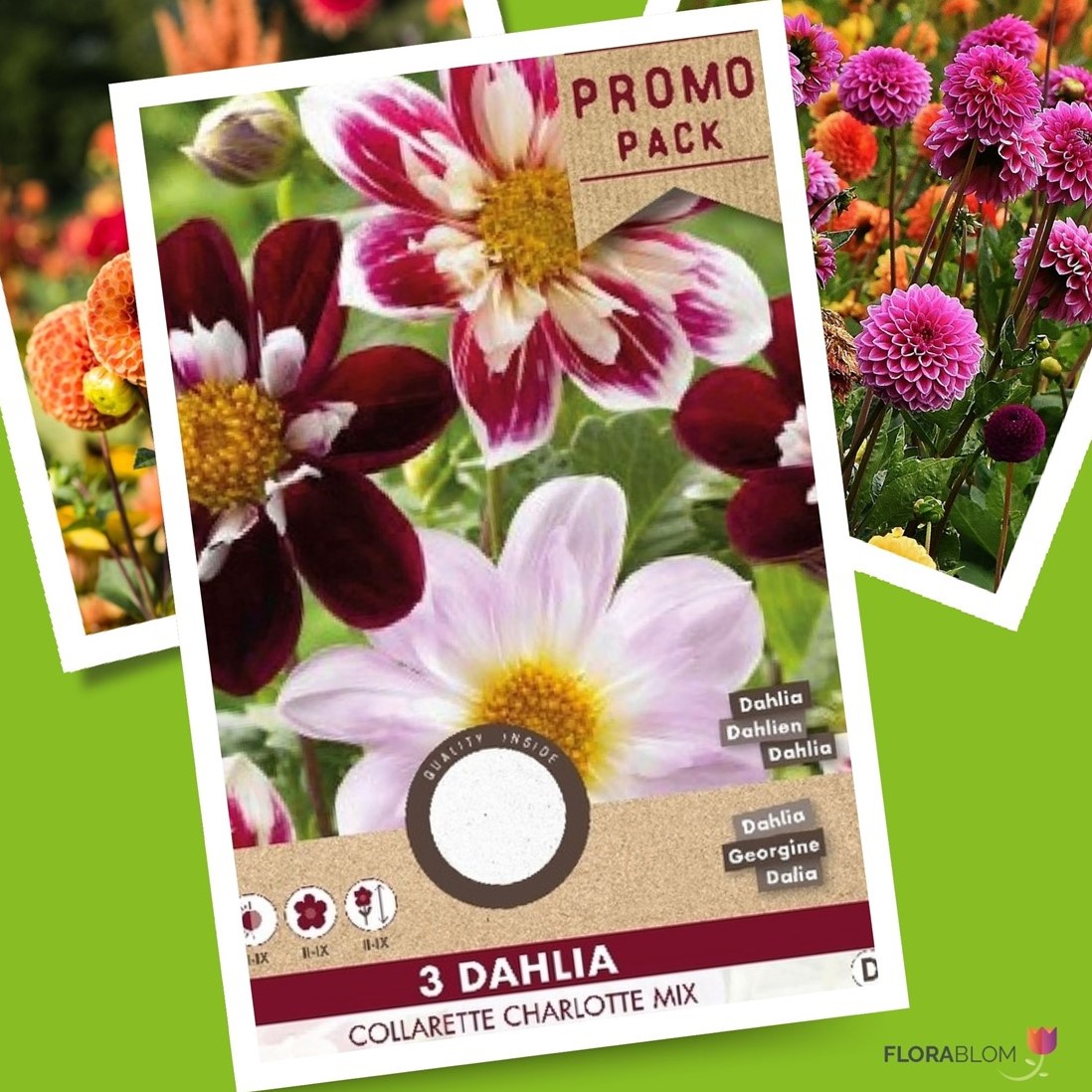 Buy Collarette Charlotte Mix online at Gardencentre Koeman