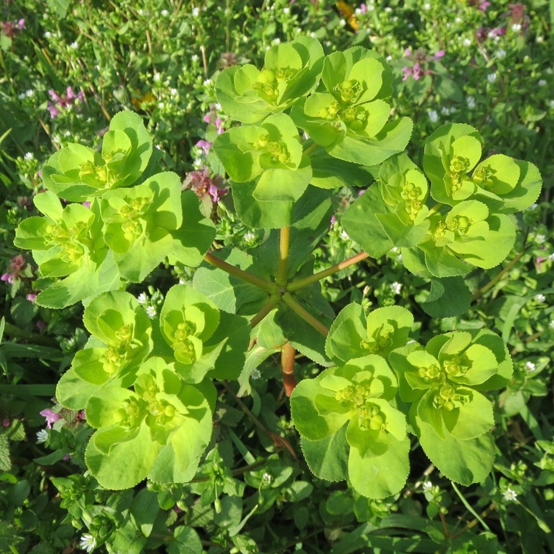 18 Common And Rare Euphorbia Varieties (With Pictures) - A Garden Diary