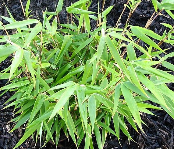 Buy Fargesia Rufa - Bamboo online at Gardencentre Koeman
