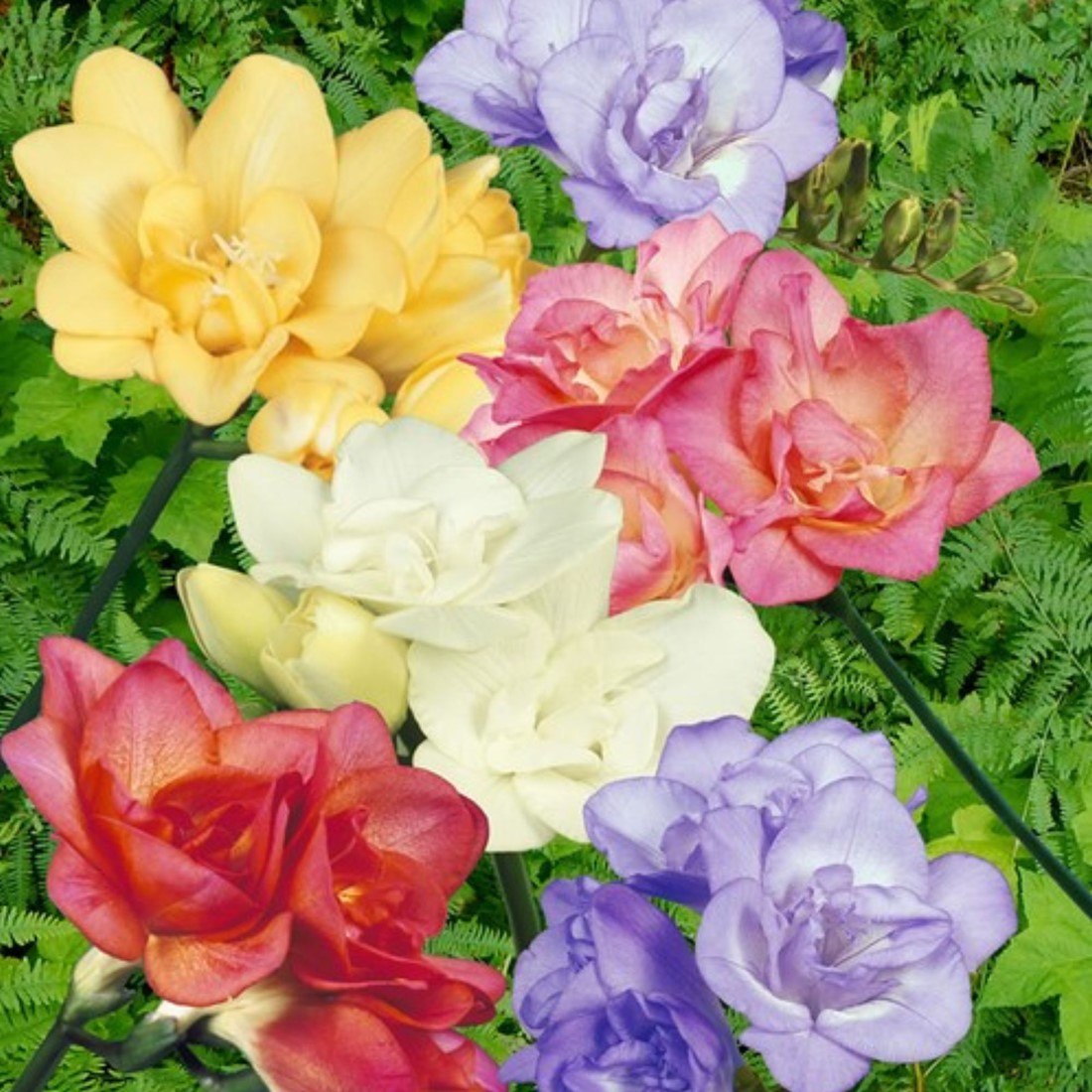 Buy Freesia Double Mix online at Gardencentre Koeman