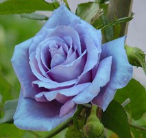 Buy Rose Waltz Time Fragrant online at Gardencentre Koeman