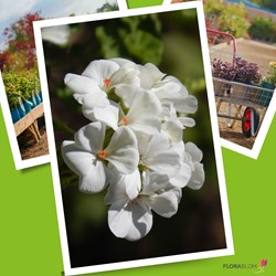 Geranium plants | Buy Geranium plants easily online