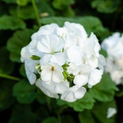 Geranium plants | Buy Geranium plants easily online