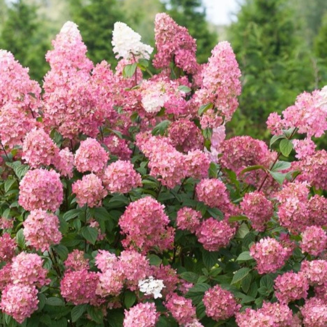 Buy Hydrangea Paniculata Pinky Winky online at Gardencentre Koeman