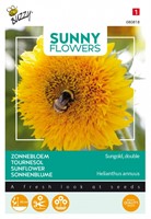 Buy Sunflowers Sungold online at Gardencentre Koeman